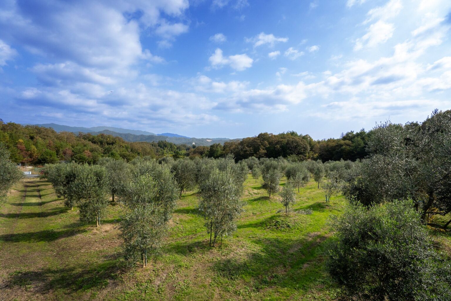 THE TANGO | 海の見える京都
